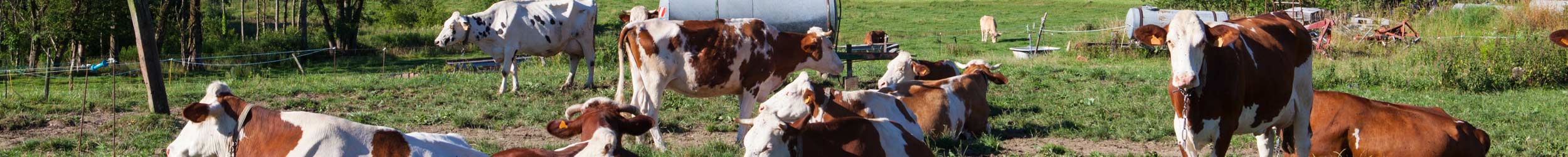 Métaprogramme Holoflux - Animal