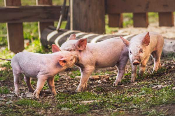 Métaprogramme Holoflux - Projet exploratoire Holopig (2020 - 2021)