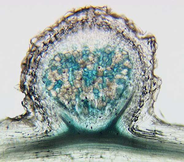 Métaprogramme Holoflux - Projet exploratoire HOUSE (2020 - 2021)